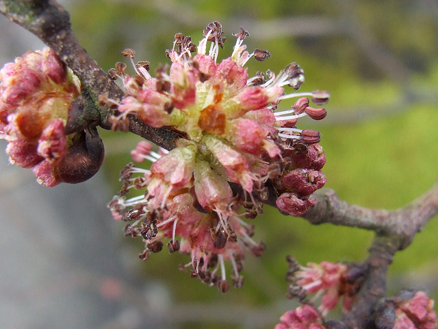 Conheça o floral Elm e veja como ele pode te auxiliar