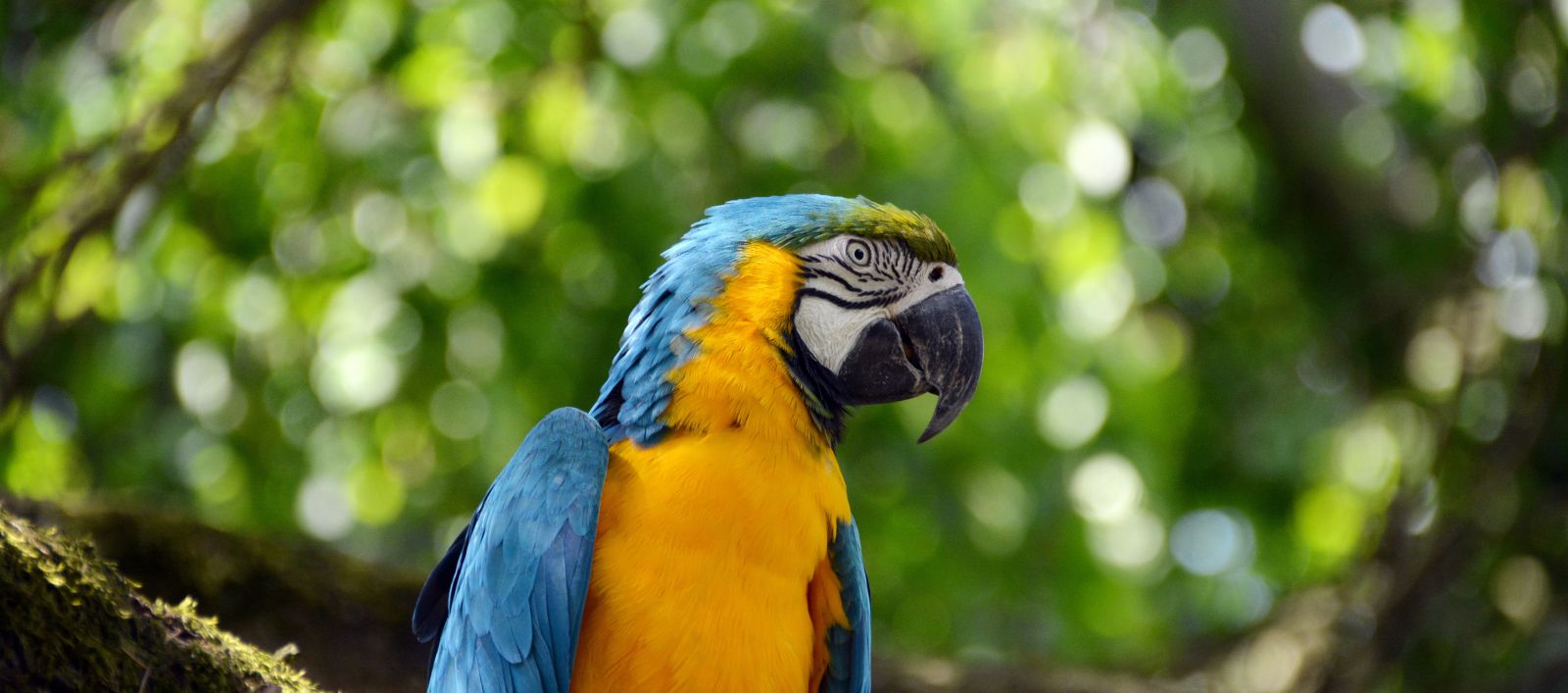 Você sabe o que é a Semana Nacional do Meio Ambiente?