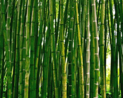 5 dicas do Feng Shui para começar o ano com sorte