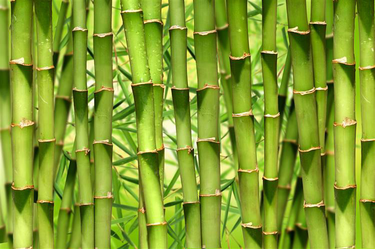 Bambu da Sorte: o que é, significado e como cuidar