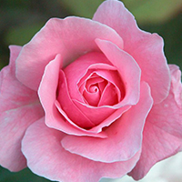Horóscopo das Flores. A flor Rosa representa o signo de Touro.